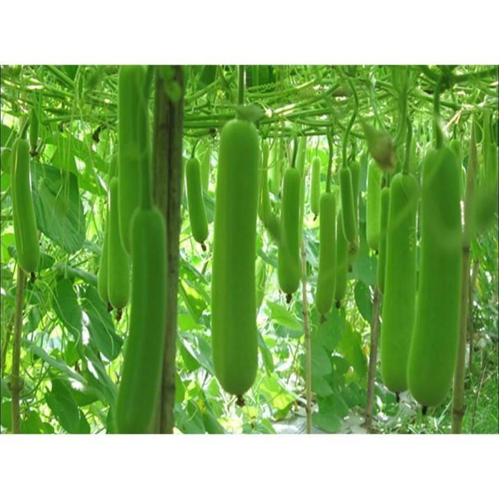 Hybrid F1 Long Gourd / Lau Seeds (লম্বা লাউ বীজ) - 10 Pcs Seeds | Daraz ...