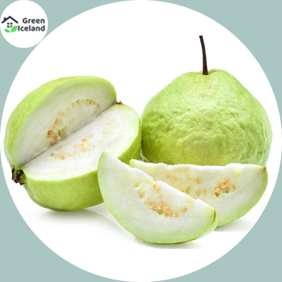 Rare Guava Seeds - 20 Pcs Seeds | Daraz.com.bd