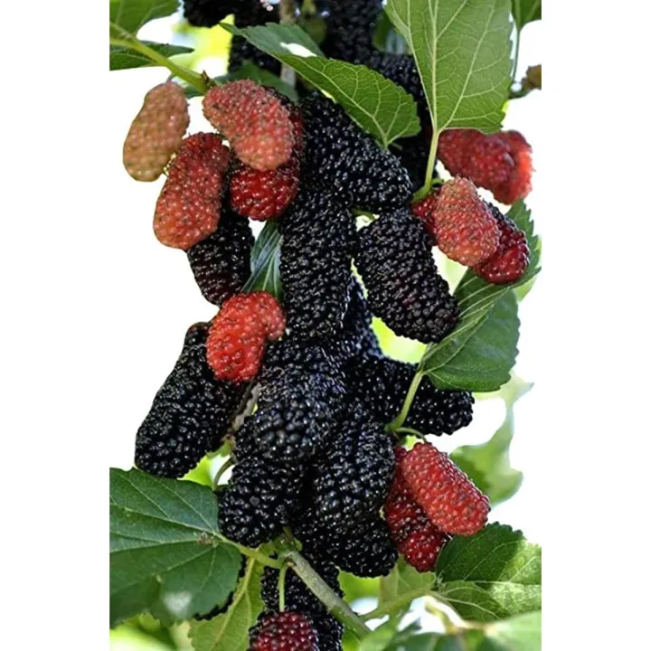 Raspberry plants Mixed Colors Super Big Raspberry Fruit plants Rare ...