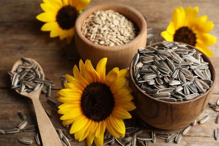"Gorgeous Sunflower (Surjomukhi) Seeds - (40 Piece)" | Daraz.com.bd
