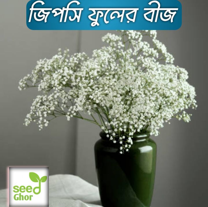 gypsy flower seeds (white) 25 pice + gift | Daraz.com.bd