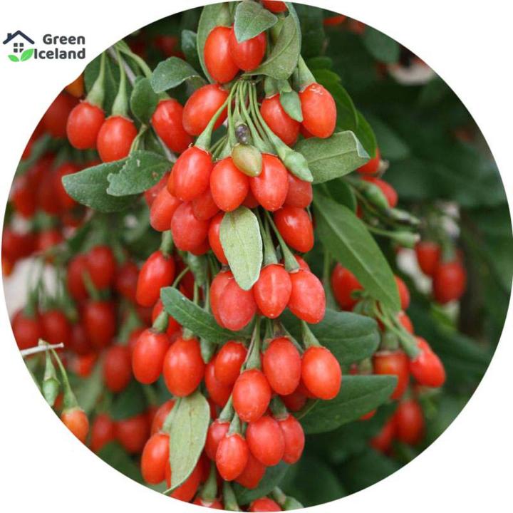Goji berry plants(Wolfberry) Seeds - 20 Pcs Seeds | Daraz.com.bd