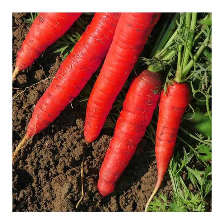 100 Pcs - Hybrid F1 Red Carrot Vegetable Seeds | Daraz.com.bd