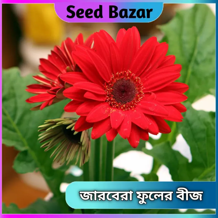 Gerbera Flowers Seeds 5 Pis + Gift (Multicolor) | Daraz.com.bd