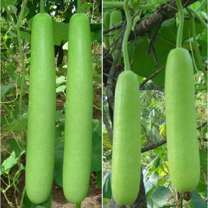 Organic Hajari Bottle Gourd Seeds-15 Pcs Seeds | Daraz.com.bd
