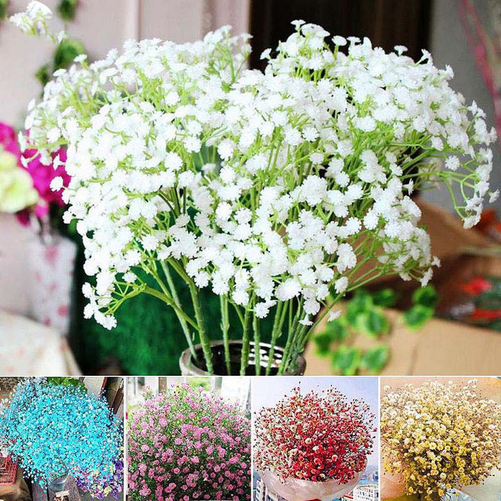 Natural Gypsy Flower Seeds - 50 Pcs Seeds | Daraz.com.bd