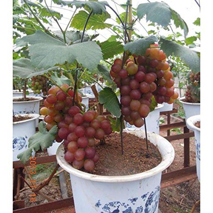 Global Miniature Red Grape Seeds - 20 Pcs Seeds | Daraz.com.bd