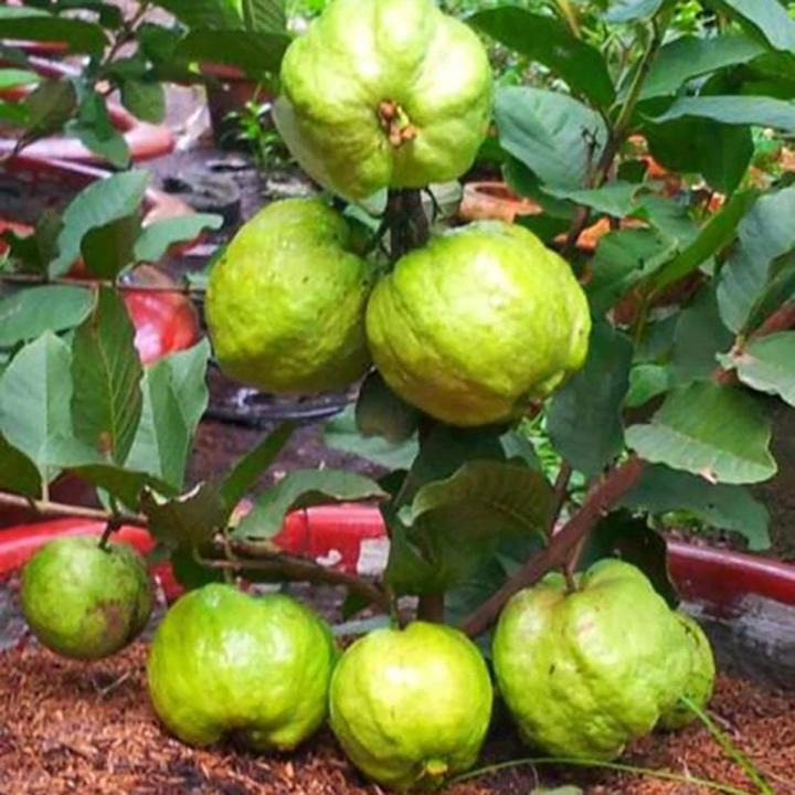 All Season Guava Fruit Seeds - 15 Pcs Seeds | Daraz.com.bd