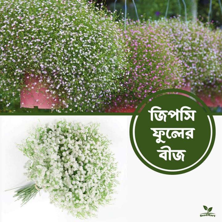 Gypsy flower seed 20 pice + gift | Daraz.com.bd