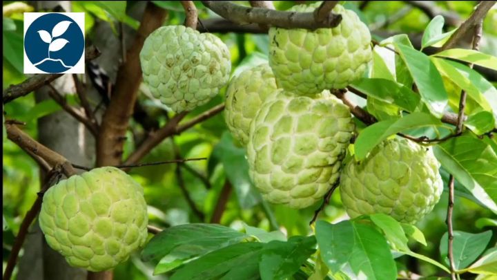 Sharifa tree seeds 10 pcs (শরিফা গাছের বিজ) | Daraz.com.bd