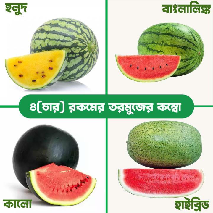 4 Kinds of Watermelon Combo Pack 12 Pieces. Yellow Watermelon, Black ...
