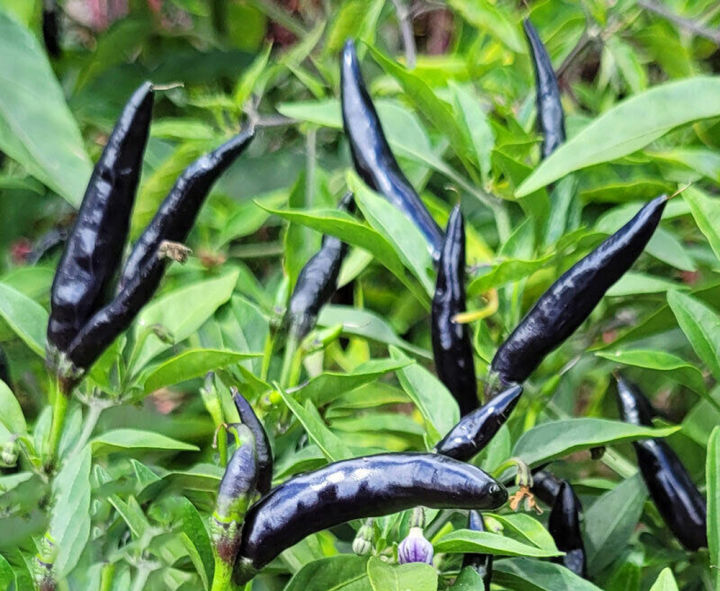 Black color chili seeds - 35 pcs | Daraz.com.bd