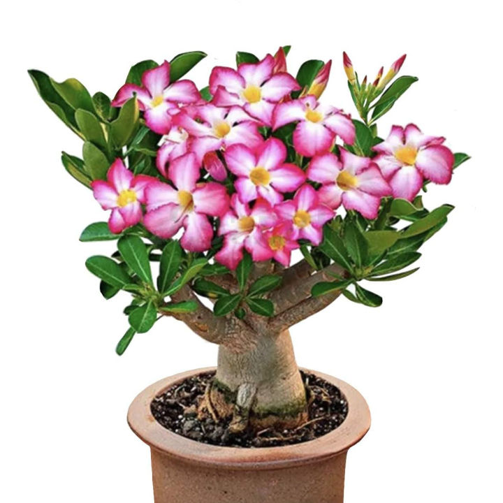 Desert Rose Seeds Adenium Obesum Semillas Bonsai Desert Rose Flower ...