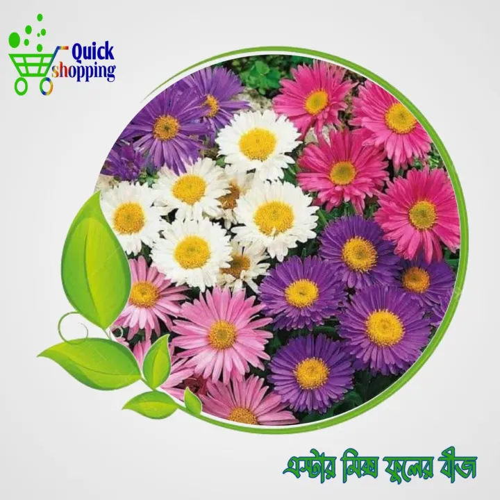 Aster Mix Flowers Seeds 17 pis | Daraz.com.bd