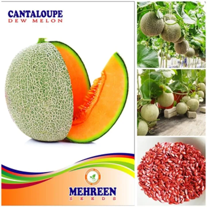 HYBRID MELON SEEDS, THAI DEW MELON-ROCK MELON-SAMMAM-CANTALOUPE - 10 ...