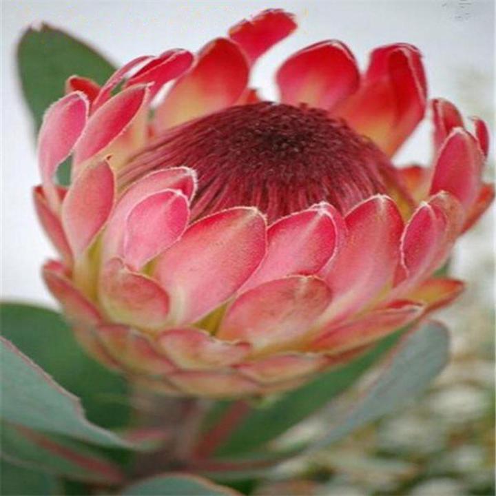 15 Pcs/Pack Protea Seeds Rare Protea Cynaroides Bonsai Easy Planting ...