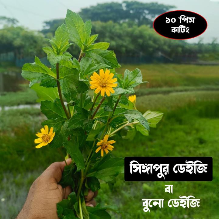 সিঙ্গাপুর ডেইজি বা বুনো ডেইজি ফুল গাছের কাটিং ১০ পিস। Singapore Daisy ...