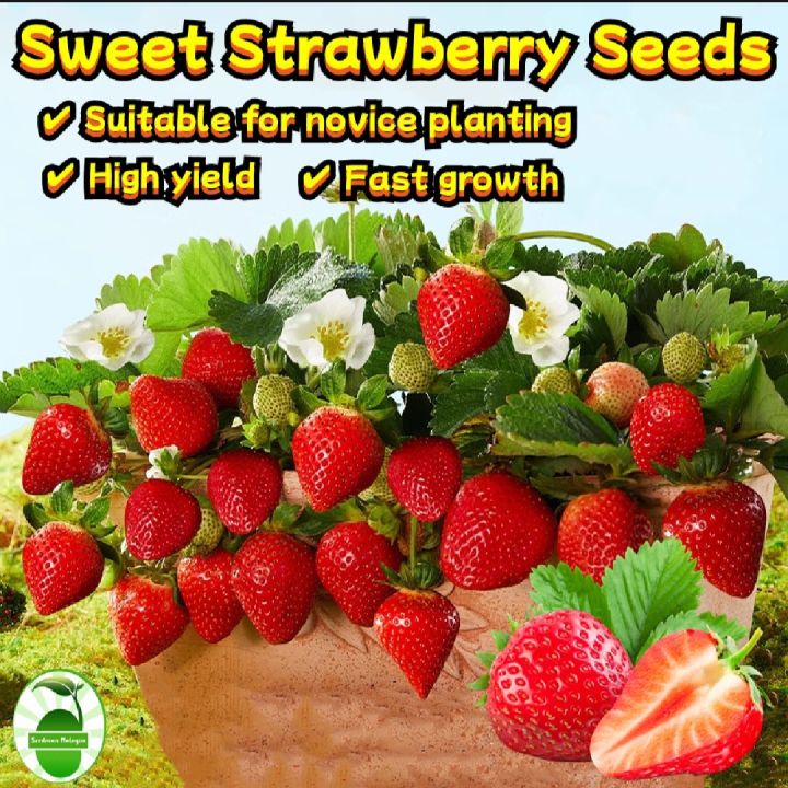 Hybrid Sweet Red Strawberry Fruit Plant Seeds - 30+Seeds | Daraz.com.bd