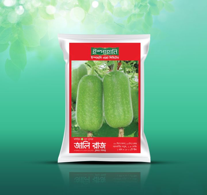 Hybrid (F1) Ash Gourd Seed (চাল কুমড়া) Jali Raj (Mini Intact Packet ...