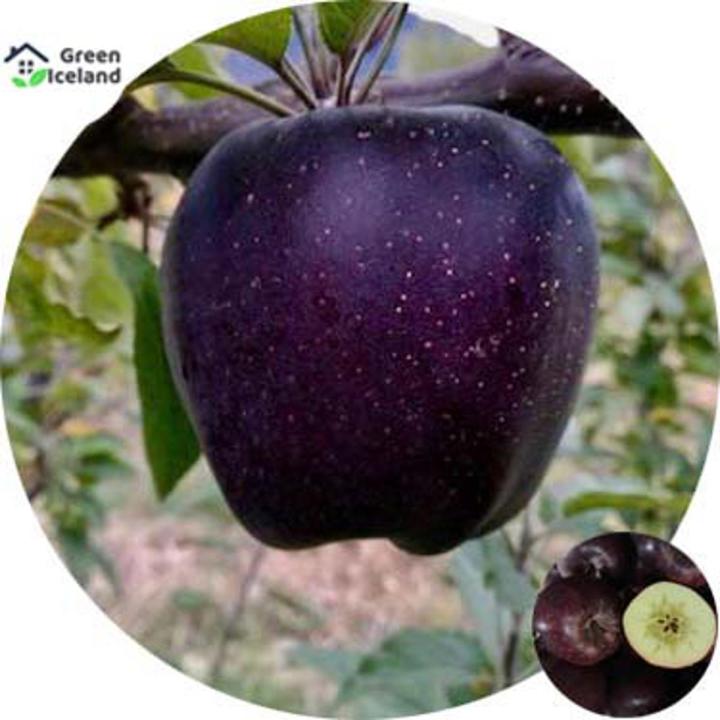 20 Pcs Natural Black diamond Apple Seeds | Daraz.com.bd