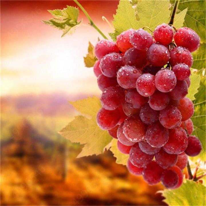 Russian Rare Sweet Red Grapes - 20Pcs Seeds | Daraz.com.bd
