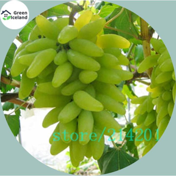 All Season Grape Seeds(আংগুরের বীজ) - 20 Pcs Seeds | Daraz.com.bd