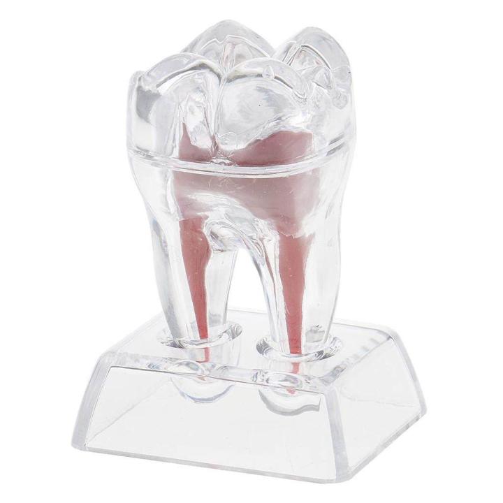 Dentistry Dental Crystal Base Hard Plastic Tooth Molar Model Study ...