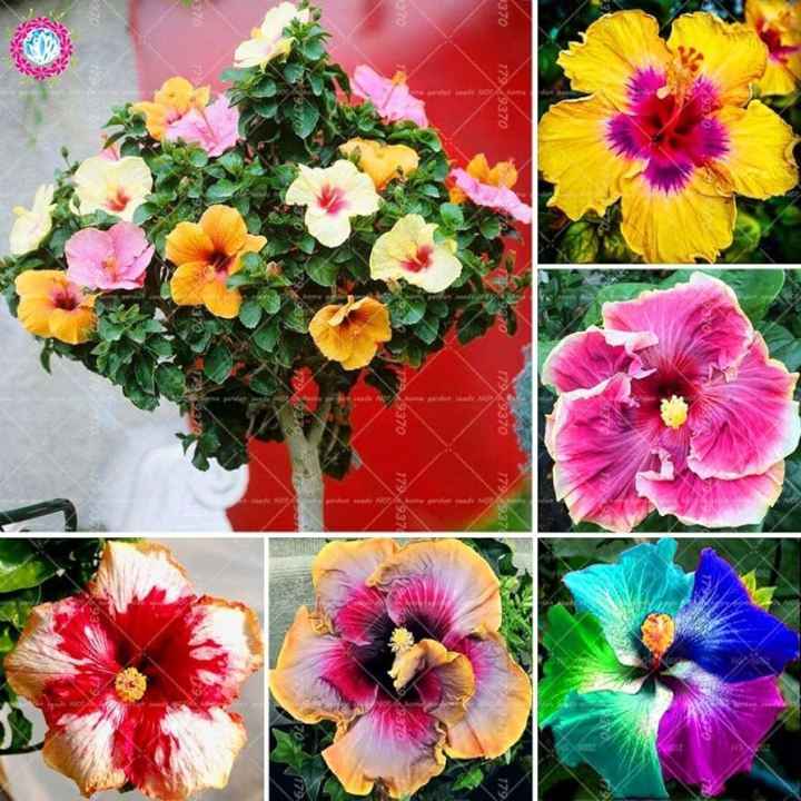 Mixed Hibiscus/Joba Flower Seeds -10 pcs seeds | Daraz.com.bd