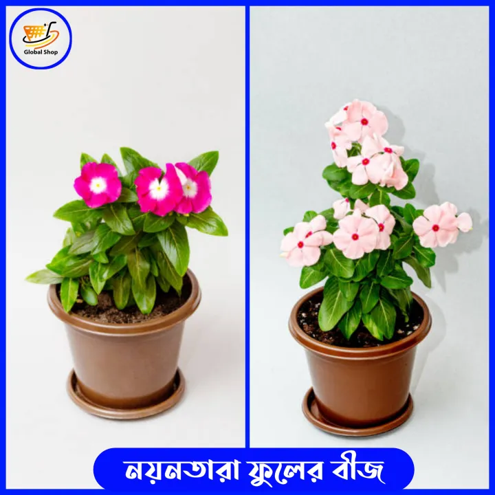 50 Pices Rare Multicolor Nayantara Flowers Seeds + Gift | Daraz.com.bd