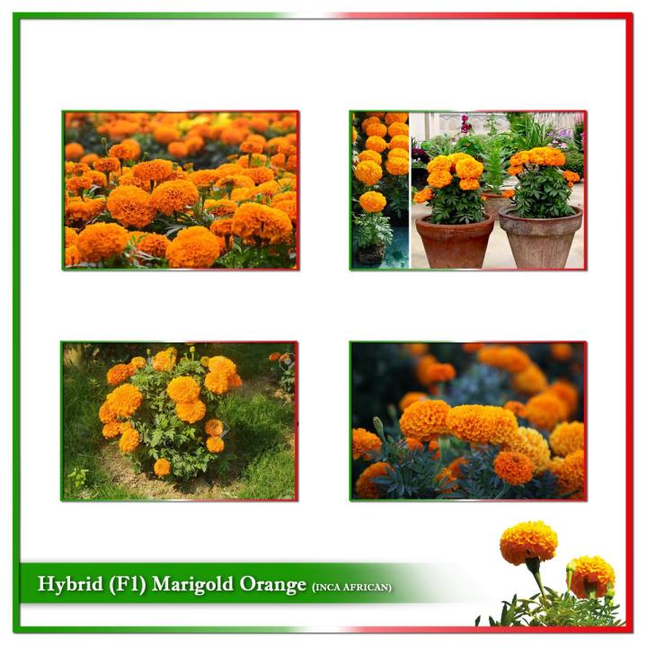 Hybrid (F1) Inca African Marigold Orange Seed - 5 seeds | Daraz.com.bd