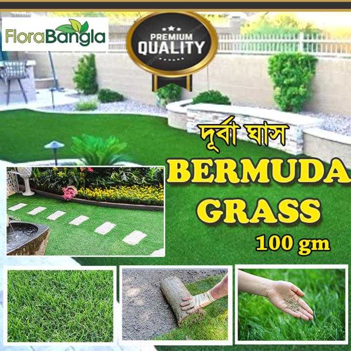 Hybrid Bermuda Grass Seed 100 gm (Imported) | Daraz.com.bd