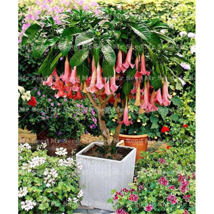 Bonsai Flower Plant Brugmansia Datura Plant Rare Flower Potted Plants ...