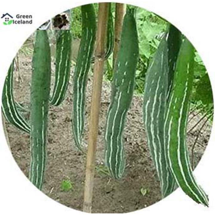 Organic Chichinga/Kushi Seeds (চিচিংগা) -10 Pcs Seeds | Daraz.com.bd