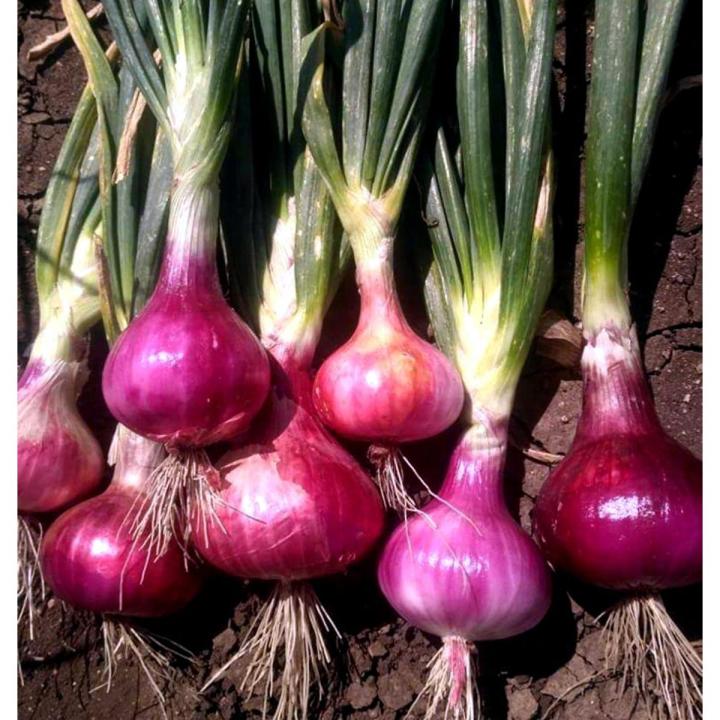 Red Onion Seed - 100 pcs | Daraz.com.bd