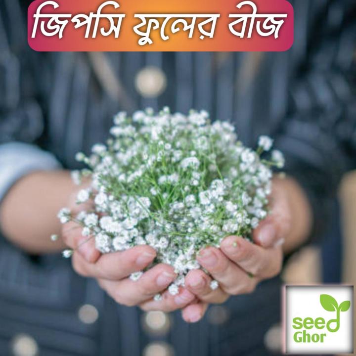 gypsy flower seeds 20 pice + gift | Daraz.com.bd