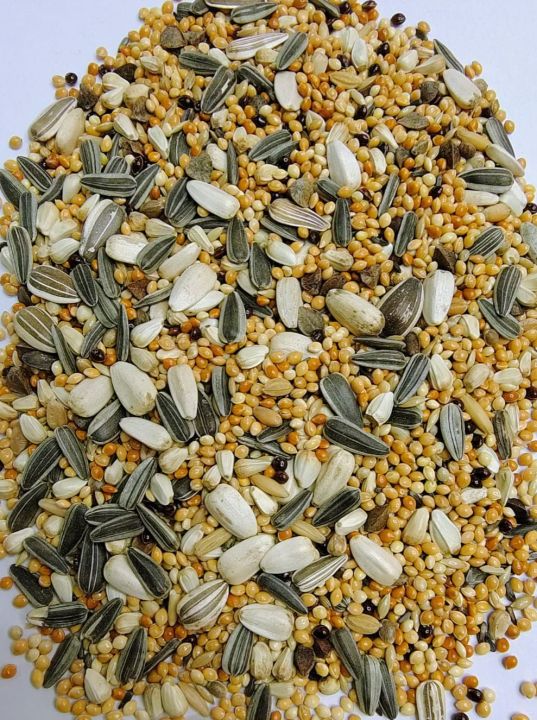 Bird Food Excellent Large Parakeet Seed Mix - 1kg | Daraz.com.bd
