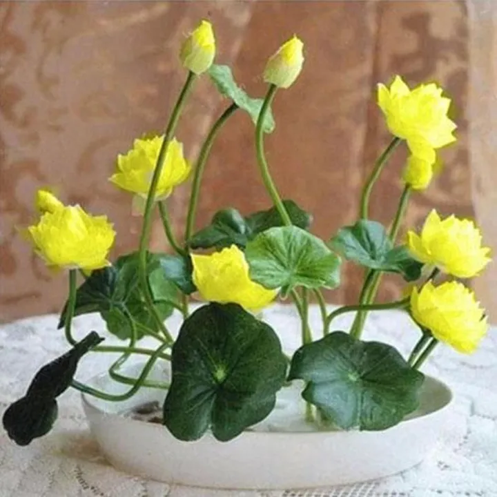Mix Lotus Flower Hydroponic Aquatic Plants Bowl Lotus Seeds Water Lily ...