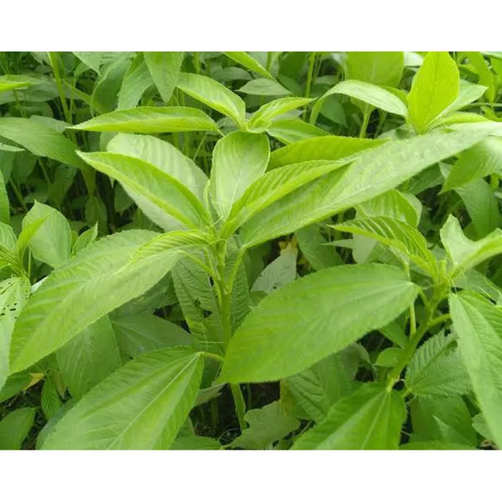 Desi Patshak 3000 seeds. (Repack & include gift- 3 items.) | Daraz.com.bd