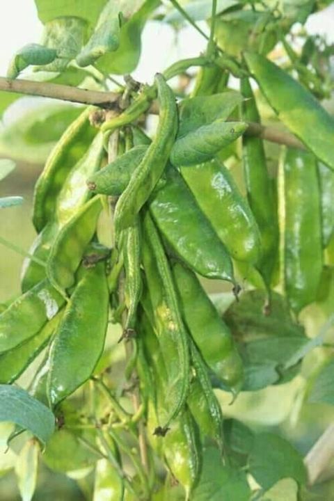 Kerala Seem, Kerala Bean Seeds - 5 Seeds | Daraz.com.bd
