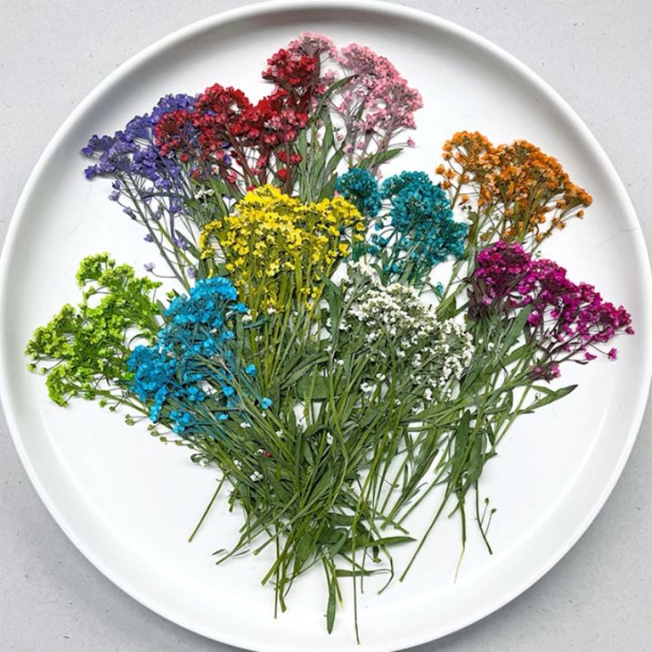 RHS Online 12PCS Sweet Alyssum Dried Flowers Natural Floral DIY Crafts ...