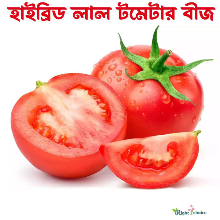 Hybrid Red color Big Tomato 30 Pice + Gift | Daraz.com.bd