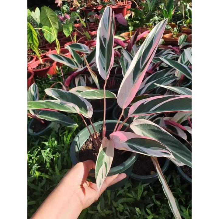 Variegated Tri Color Calathea Tree Indoor Plant | Daraz.com.bd