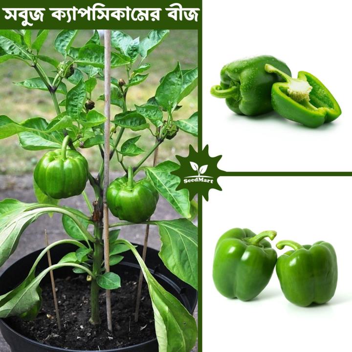 Hybrid Green color capsicum seeds 18 pice + gift | Daraz.com.bd