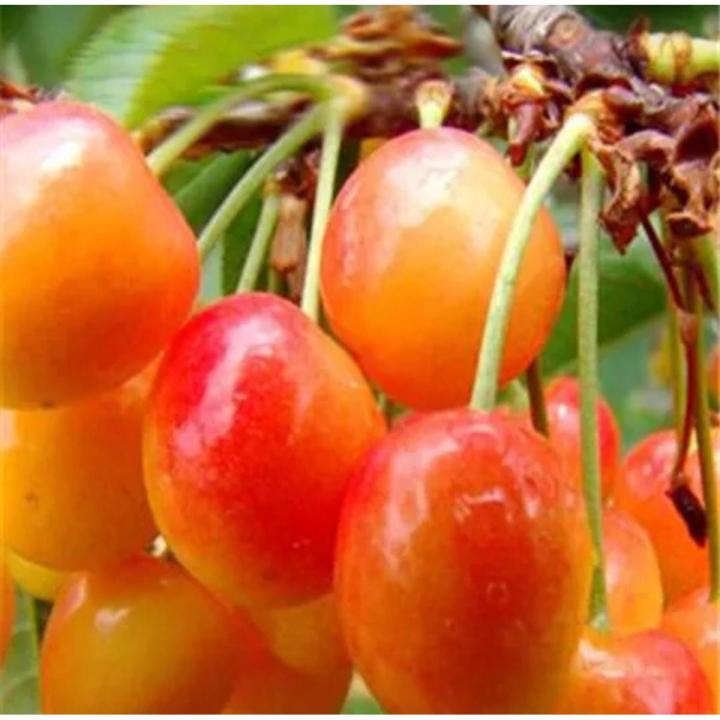 American Cherry Seeds for Plants (Pink) - 2 pcs | Daraz.com.bd