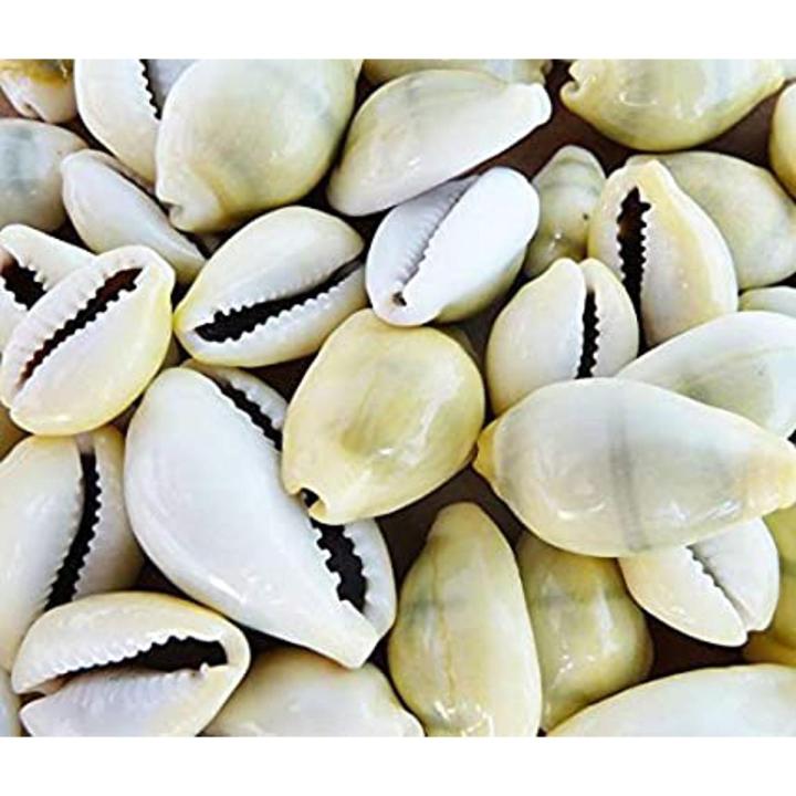 Natural Shonkho kori Kowdi, Cowrie, Laxmi Kori, Kodi Water Sea conch ...