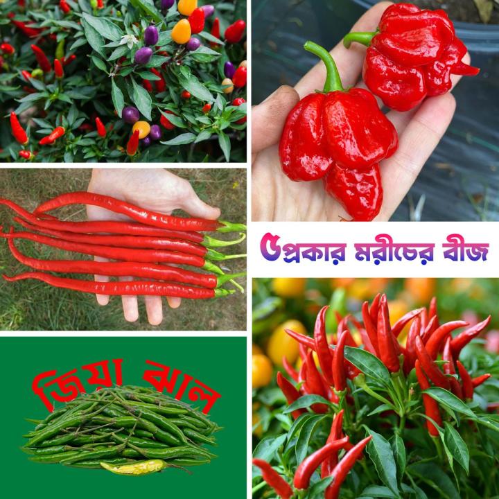 5 type of chili peppers seeds 24 Pcs. various chili combo pack (Bombai ...
