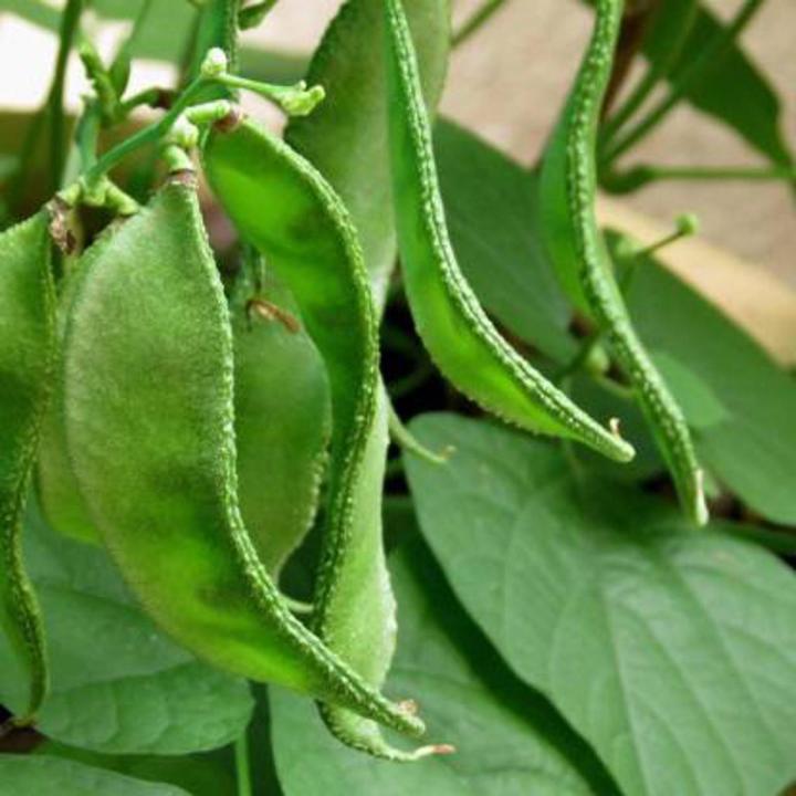 Paudha Dolichos Seed ( BEANS SEED) -15Pcs. | Daraz.com.bd