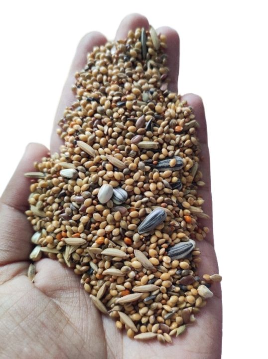 Seed Mix For Birds Regular seed mix 1 kg | Daraz.com.bd