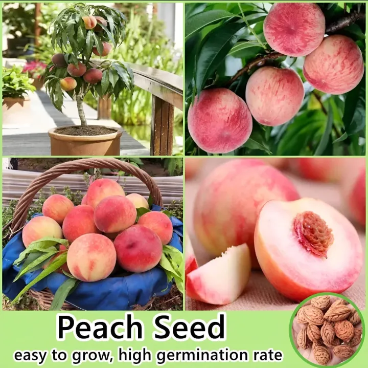 Global Sweet Peach Fruit Tree Seeds - 3 Seeds | Daraz.com.bd