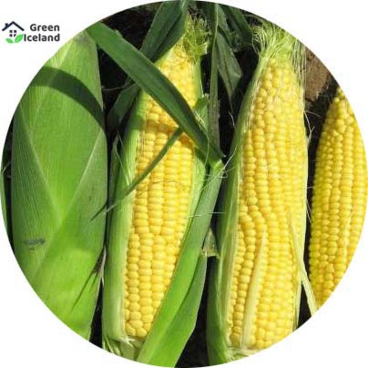 All Season Sweet Corn Seeds - 30 Pcs Seeds | Daraz.com.bd
